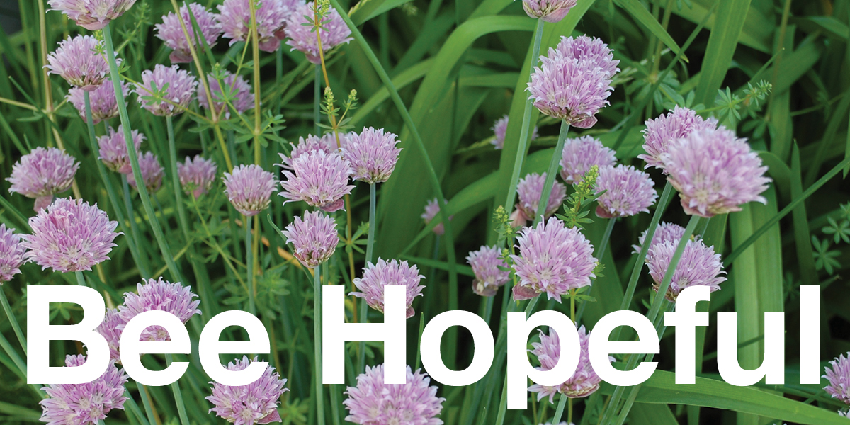 Bee hopeful: Mercy Farm hopes to attract bee swarm - Roman Catholic ...